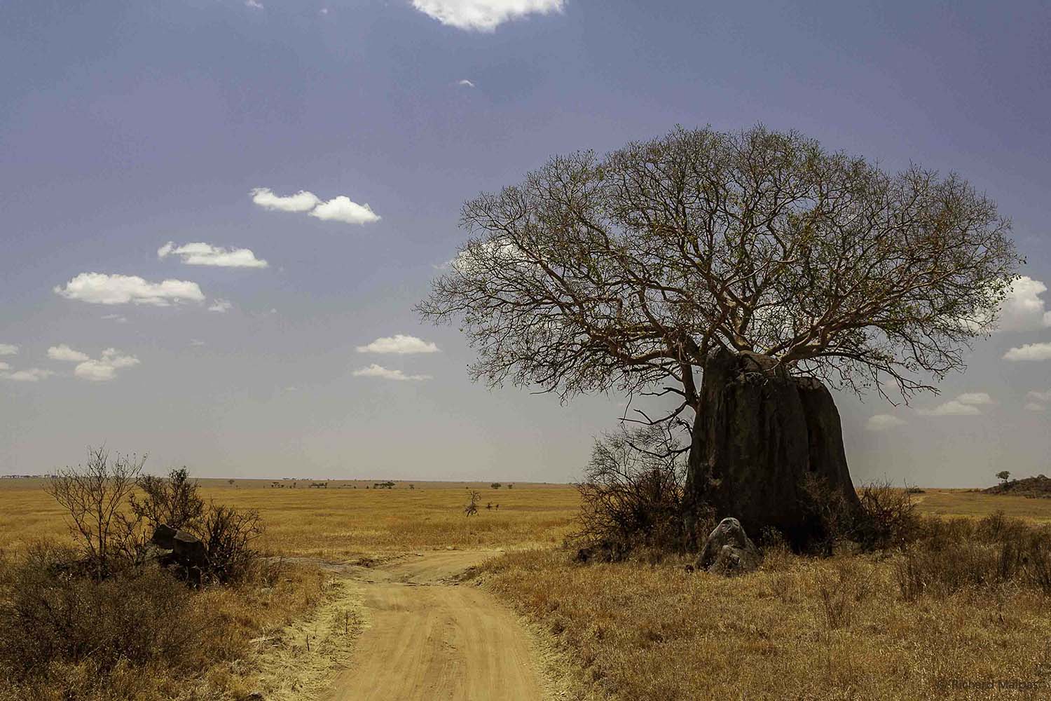 Trees | Richard Malpas Photography