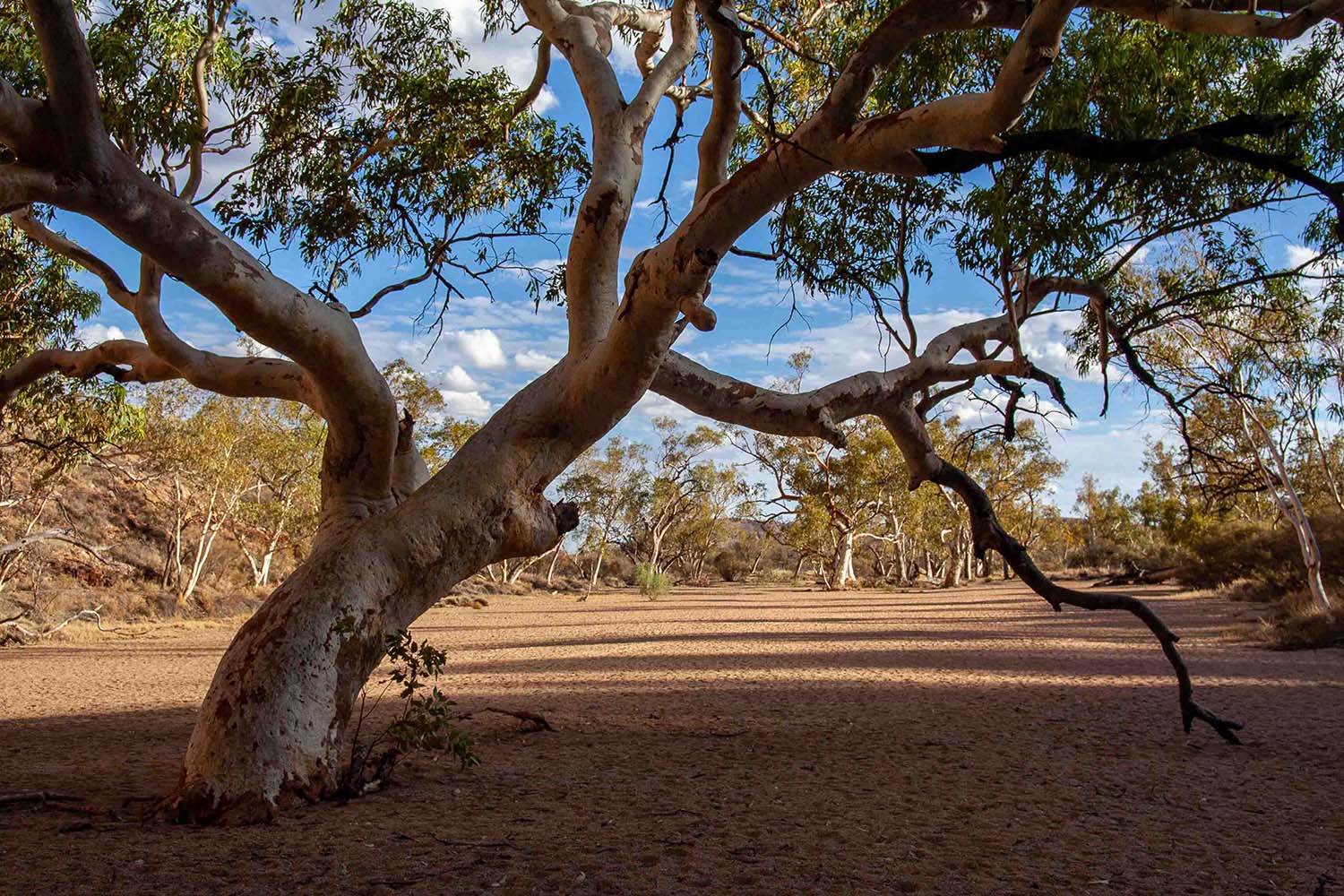 Trees | Richard Malpas Photography
