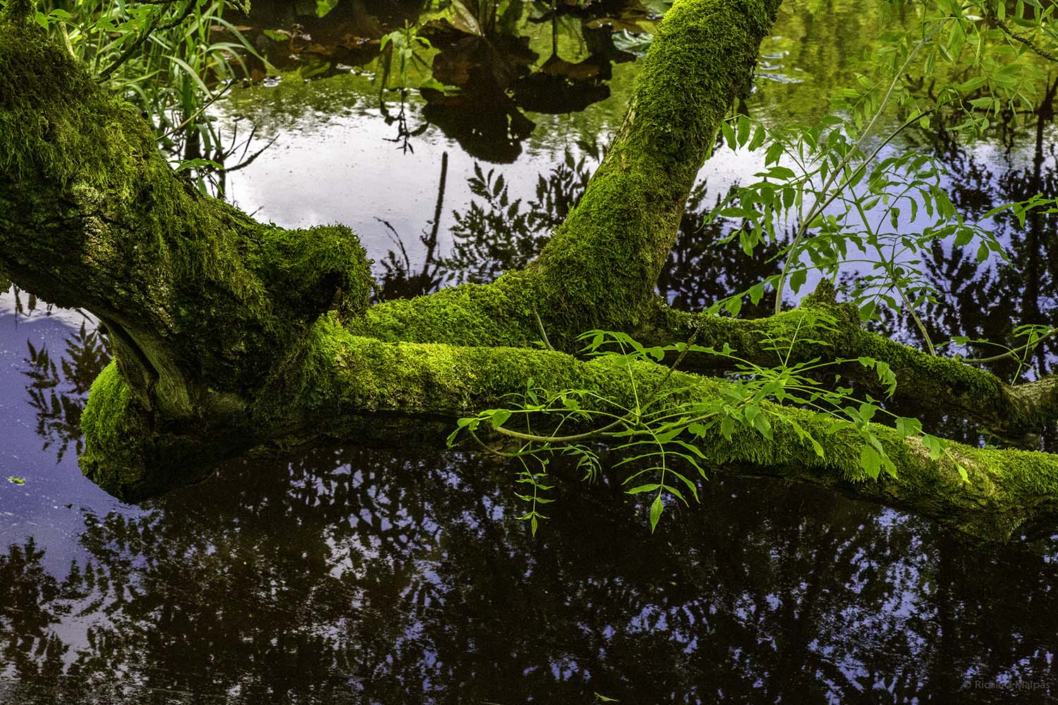 Trees | Richard Malpas Photography